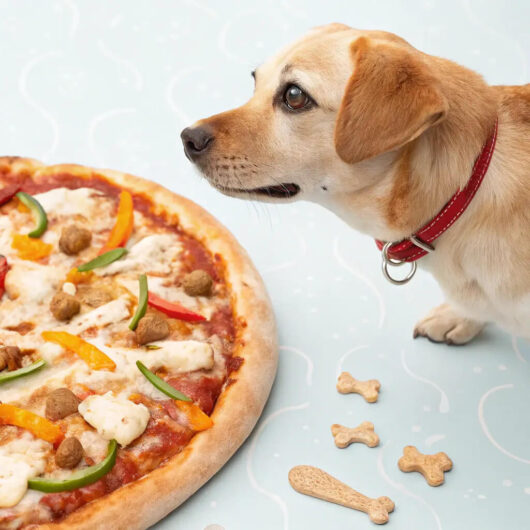 Homemade Dog Friendly Pizza for a Fun Meal – dogsdishdelights.com